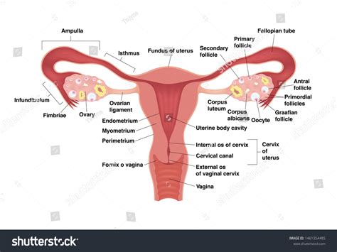 Female Reproductive System Internal