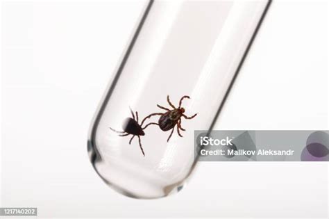 흰색 고립 된 배경에 유리 튜브에 진드기 진드기 매개 뇌염 보렐리아증 및 기타 감염의 벡터 검출 뇌염에 대한 스톡 사진 및 기타 이미지 Istock