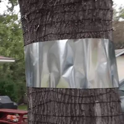 12 Ways To Stop Rats From Eating Lemons That Actually Work