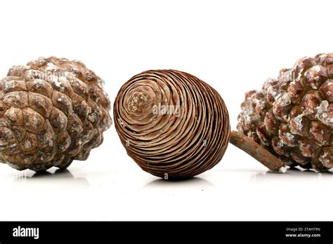 Biological Example Of Fibonacci Spirals Seen At A Pine Cone Isolated On