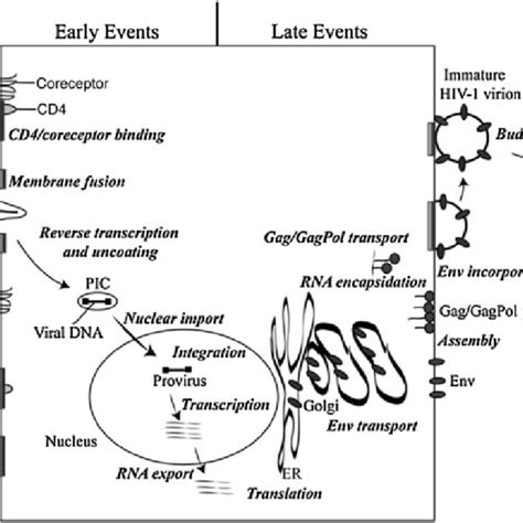 Schematic Representation Of The Hiv 1 Replication Cycle The Details Of Download Scientific