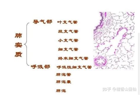 肺的支气管分级简述 知乎