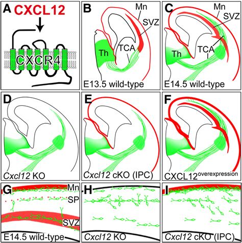 Schematic Summarizing Cxcl12 Cxcr4 Signaling For Tca And Interneuron Download Scientific