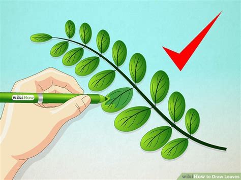 How To Draw Leaves 15 Steps With Pictures WikiHow How To Draw Leaves 15 Steps With Pictures WikiHow