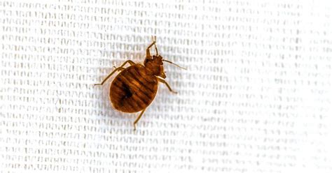 ¿cómo Sé Que Mi Cama Tiene Chinches Prueba Este Sencillo Truco