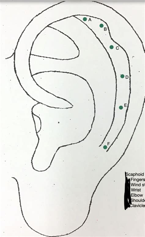 Scaphoid Fossa Points Diagram Diagram Quizlet