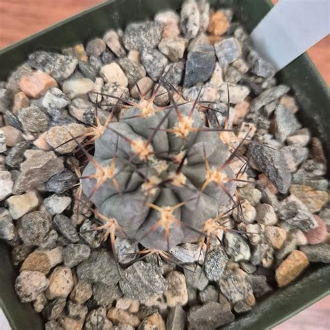Acanthocalycium Glaucum 49 Live Cactus In 4 Inch Exact Plant