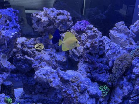 Biota Yellow Tang Review Page 10 Reef2reef