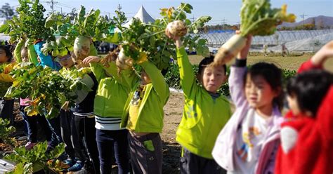 성남시민농원서 11월 1~4일 유치원생·학생 무 수확 체험 행사