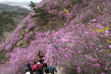 青岛：杜鹃花海迎客来百科ta说
