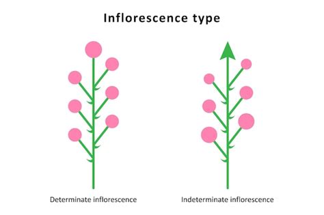 Premium Vector Inflorescence Types Determinate And Indeterminate Inflorescences