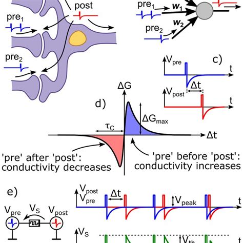 Pdf Spike Shape Dependence Of The Spike Timing Dependent Synaptic Plasticity In Ferroelectric