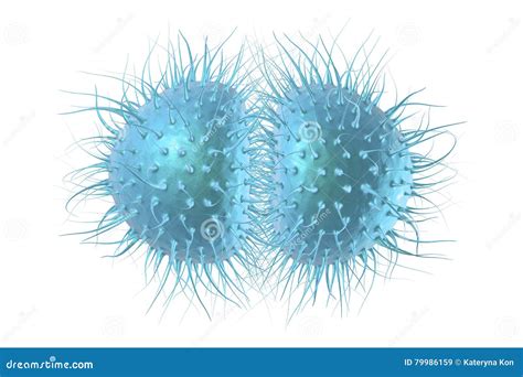 Bacteria Gonococcus Or Meningococcus Royalty Free Cartoon 79987244
