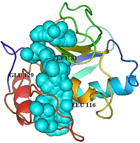 Prediction Of Mmp2 Functional Residues As Evidenced The Functional Download Scientific