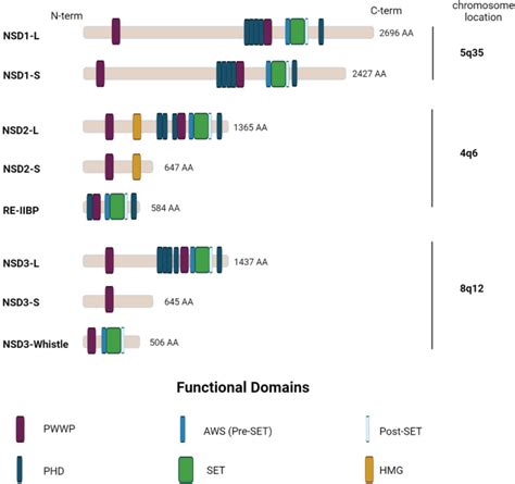 The Role Of Nsd1 Nsd2 And Nsd3 Histone Methyltransferases In Solid