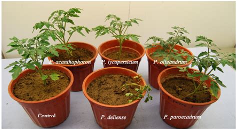 Figure 2 From Antagonistic Activities Of Mycoparasitic Pythium Species