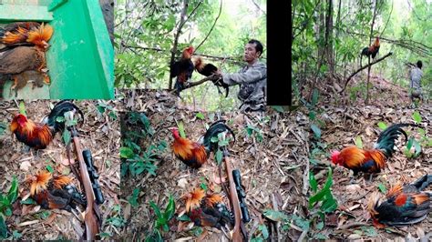 Hnub No Mus Dib Qaib 13 11 2023 Youtube