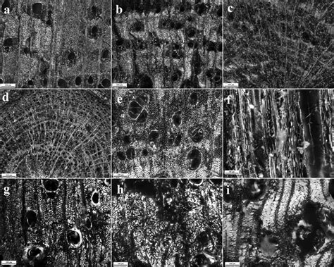 Reflective Light Microscope Micrographs Showing Observed Criteria On