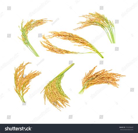 Rice Seed Object Detection Model By Object Counter