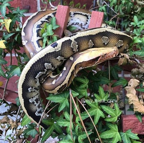 Blood Python Snake Reptiles Lizard