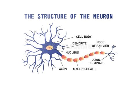 Structure Of The Brain Neuron Stock Vector Illustration Of Banner Neuroscience 210961231