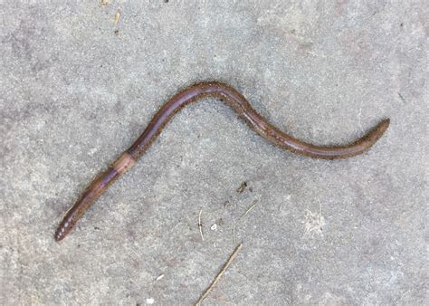 Asian Jumping Worms Massachusetts All Worms