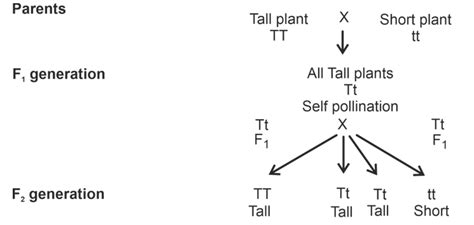 Heredity And Evolution Formula And Important Points