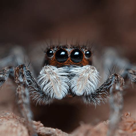 Jumping Spider Eyes Rmacroporn