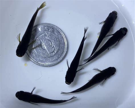 3ペア 極上 黑天幻龍 ブルーアイ メダカ とっとめだか ②めだか｜売買されたオークション情報、yahooの商品情報をアーカイブ公開