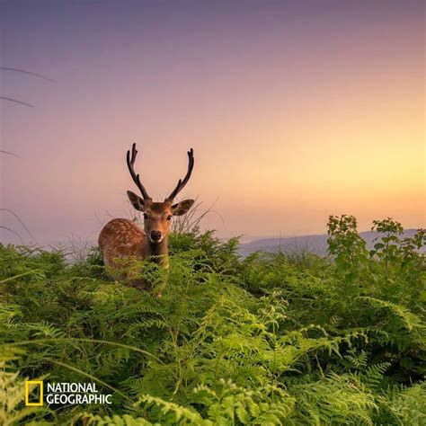 내셔널지오그래픽 내셔널지오그래픽오늘의포토 동틀 무렵 산을 오르던 사진작가는 자신을 바라보는