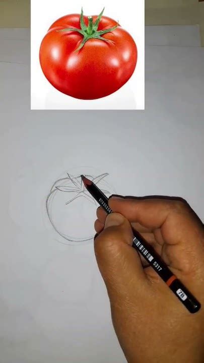 رسم حبة طماطم بقلم الرصاص Youtube