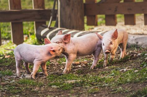 Papiloma Bovino Qué Es Cómo Se Transmite Síntomas Y Tratamientos