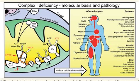 Figure 1 From Assembly Factors As A New Class Of Disease Genes For