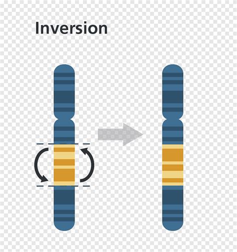 Chromosome Inversion