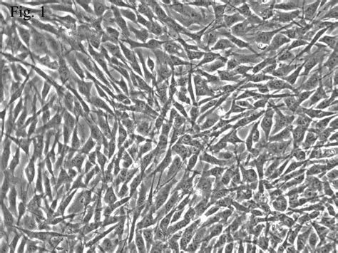 细胞培养基础篇 复苏 知乎