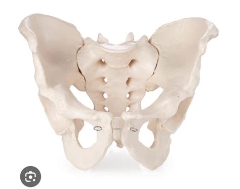 Sex Estimation Of The Pelvis Quiz
