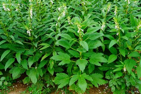 芝麻苗长什么样子图片 芝麻苗图片植物 大山谷图库