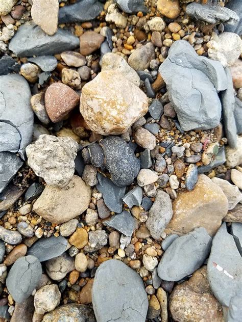 Gastropod Member Collections The Fossil Forum