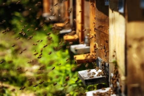 მუხურის მეფუტკრეობის ბაზაზე ქართული ფუტკრის მეგრული პოპულაციის აღდგენითი სამუშაოები მიმდინარეობს