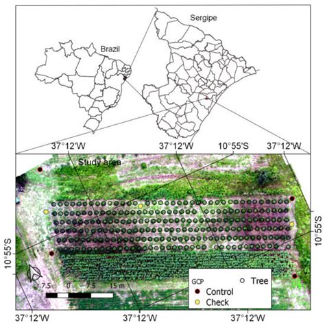 Remote Sensing Special Issue Applications Of Individual Tree Detection Itd