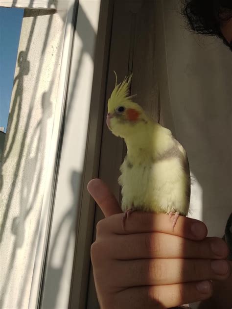 My Cockatiel Has A Bald Spot On His Headhe Has It Since We Got Himand