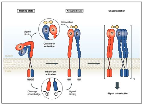 Cancers Free Full Text Exploring The Role Of Rgd Recognizing Integrins In Cancer