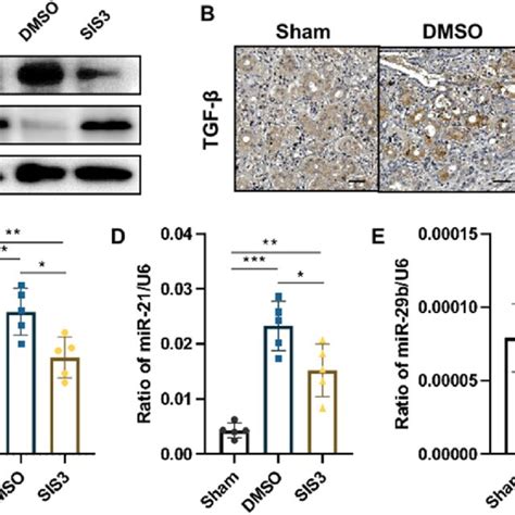 Specific Inhibitor Of Smad3 Sis3 Inhibited The Smad3 Download