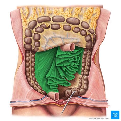 Mesentery Mesenterium Image Irina Münstermann Plexus Products Sigmoid Colon Human Mesentery Mesenterium Image Irina Münstermann Plexus Products Sigmoid Colon Human
