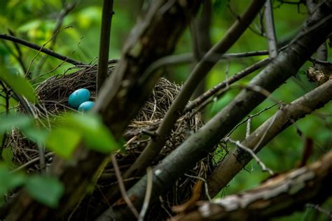 Robins Blue Eggs Unveiling Avian Egg Color Secrets Robintales