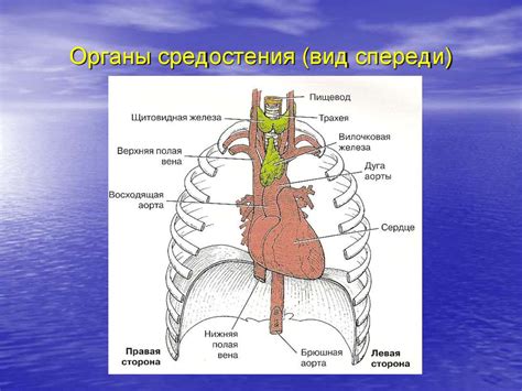Органы грудной клетки презентация онлайн
