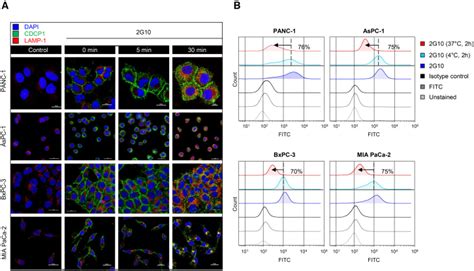 Cdcp1 Targeting Adc Outperforms Standard Therapies In Ras Mutant