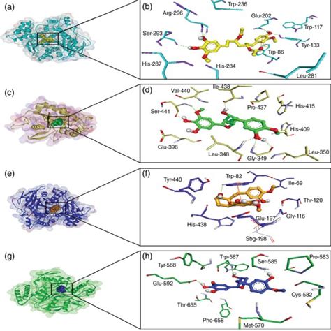 2 Structural Requirements Of Ginger Compounds In Interactions With Download Scientific Diagram