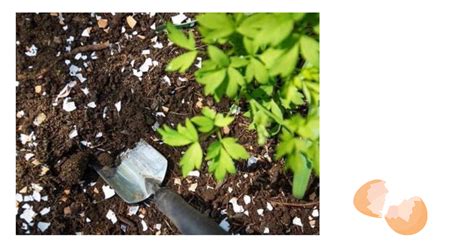 គន្លឹះទាំង ៥ ក្នុងការប្រើប្រាស់សារធាតុចិញ្ចឹមរបស់សំបកស៊ុតទៅក្នុងសួនដំណាំ នាទីកសិកម្ម