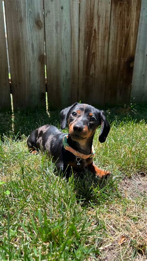 Winnie The Mini Weenie